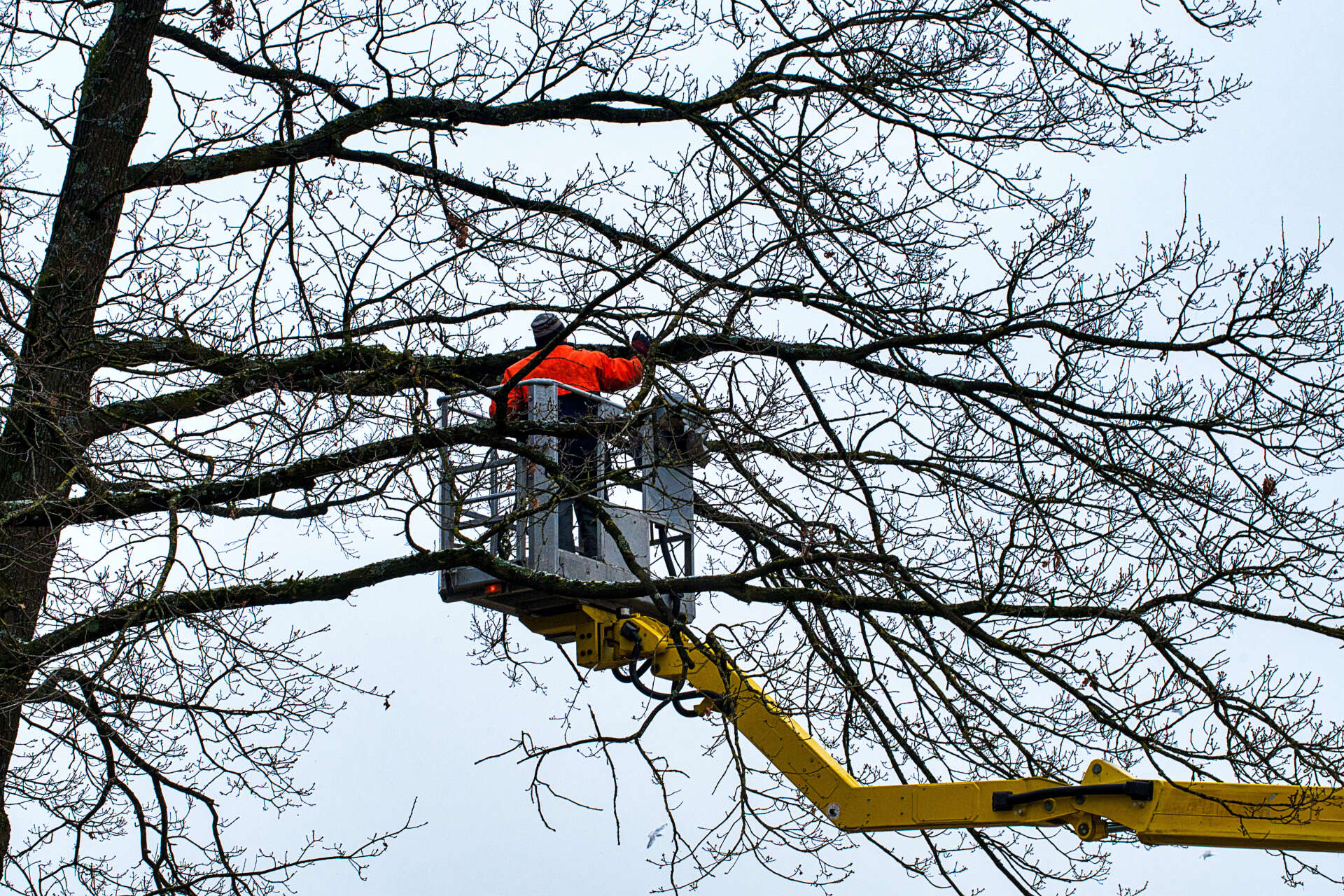 Tree Lopping Service Campbelltown | Campbell Tree Care