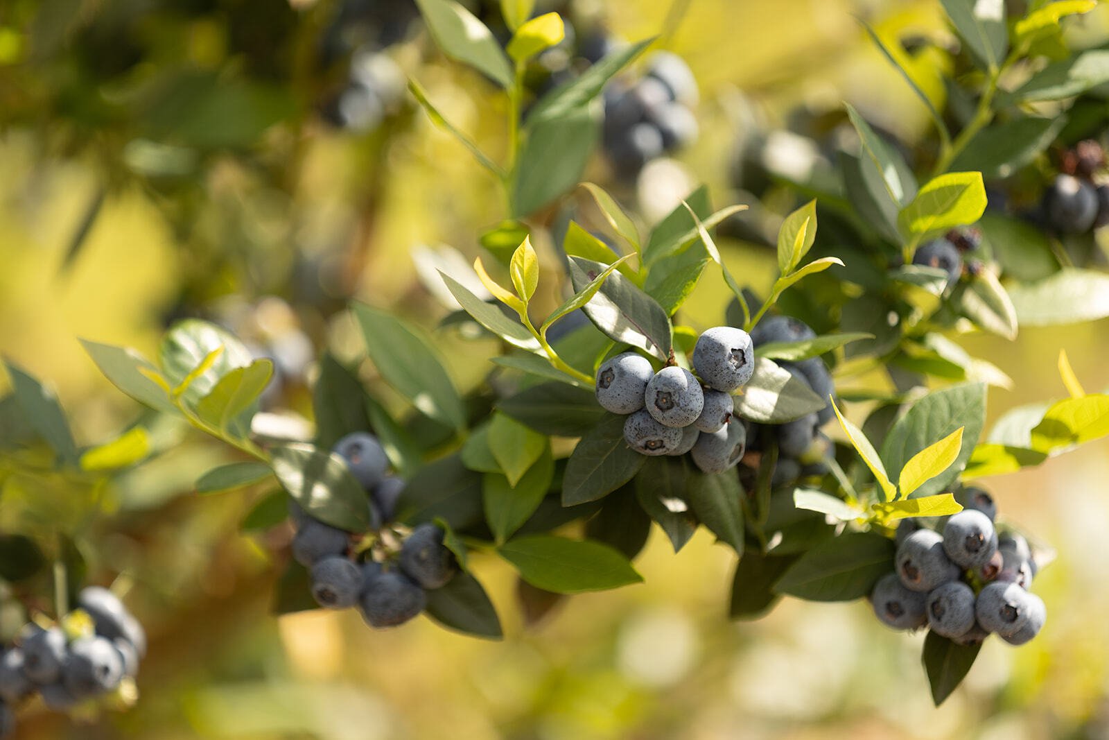 Blueberry Fields