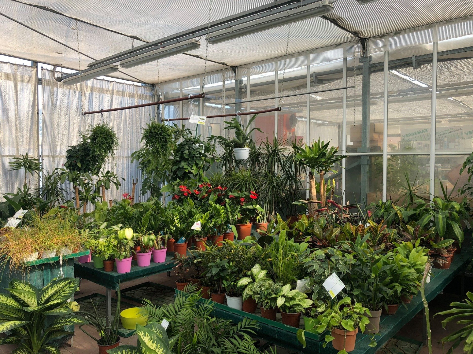 piante da vivaio | Salerno | Vivai Gardenia