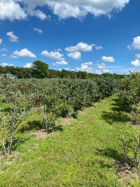 Hidden River Farm LLC - Angier, NC - Home