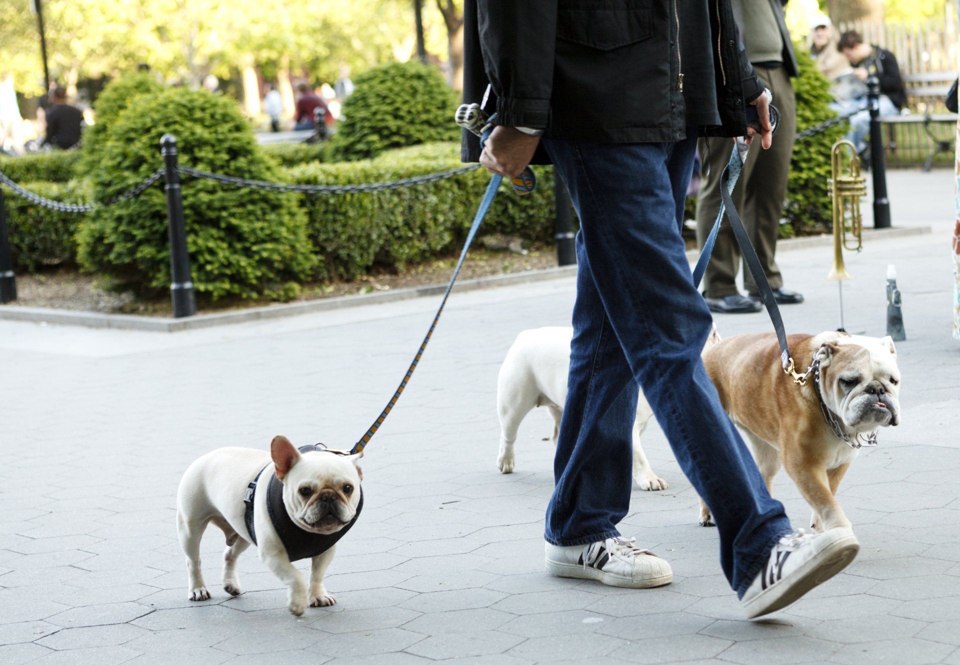 Puppy Luv Pet Services | Dog Walking & Winter Wellness Grooming | NoVA & DC