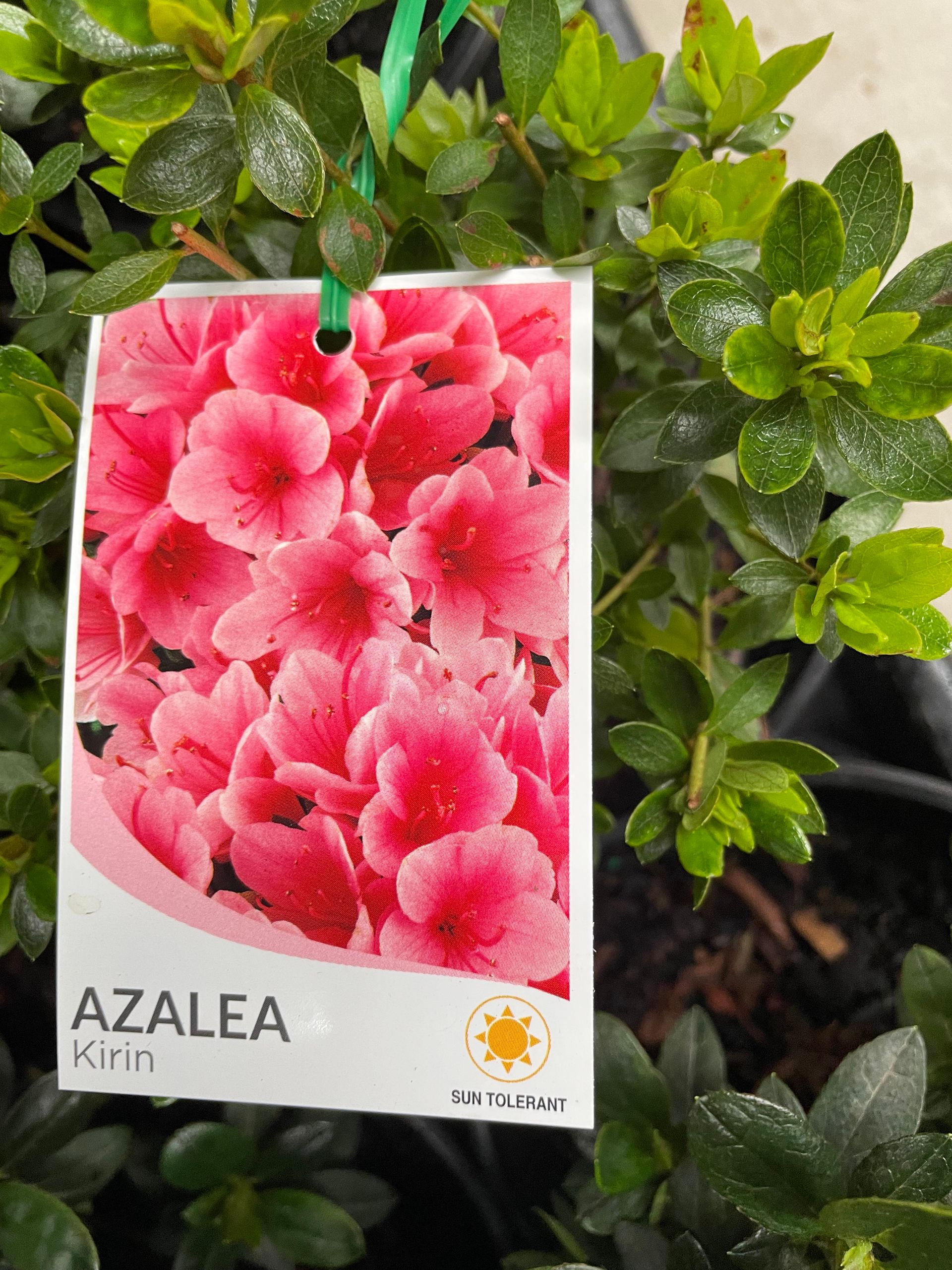 Garden nursery - Spotonpotsandnursery.com.au