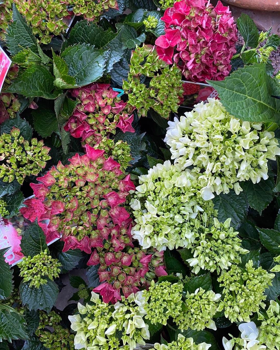 Spot on Pots and Nursery