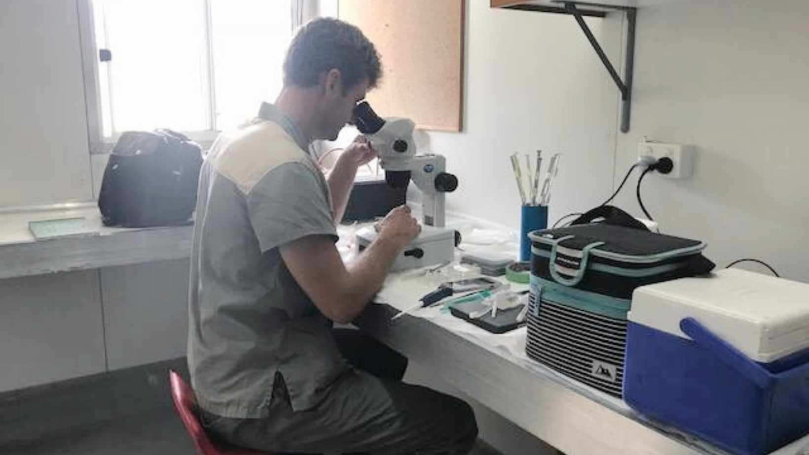 AAA Global Genetics | IvyHome Farm