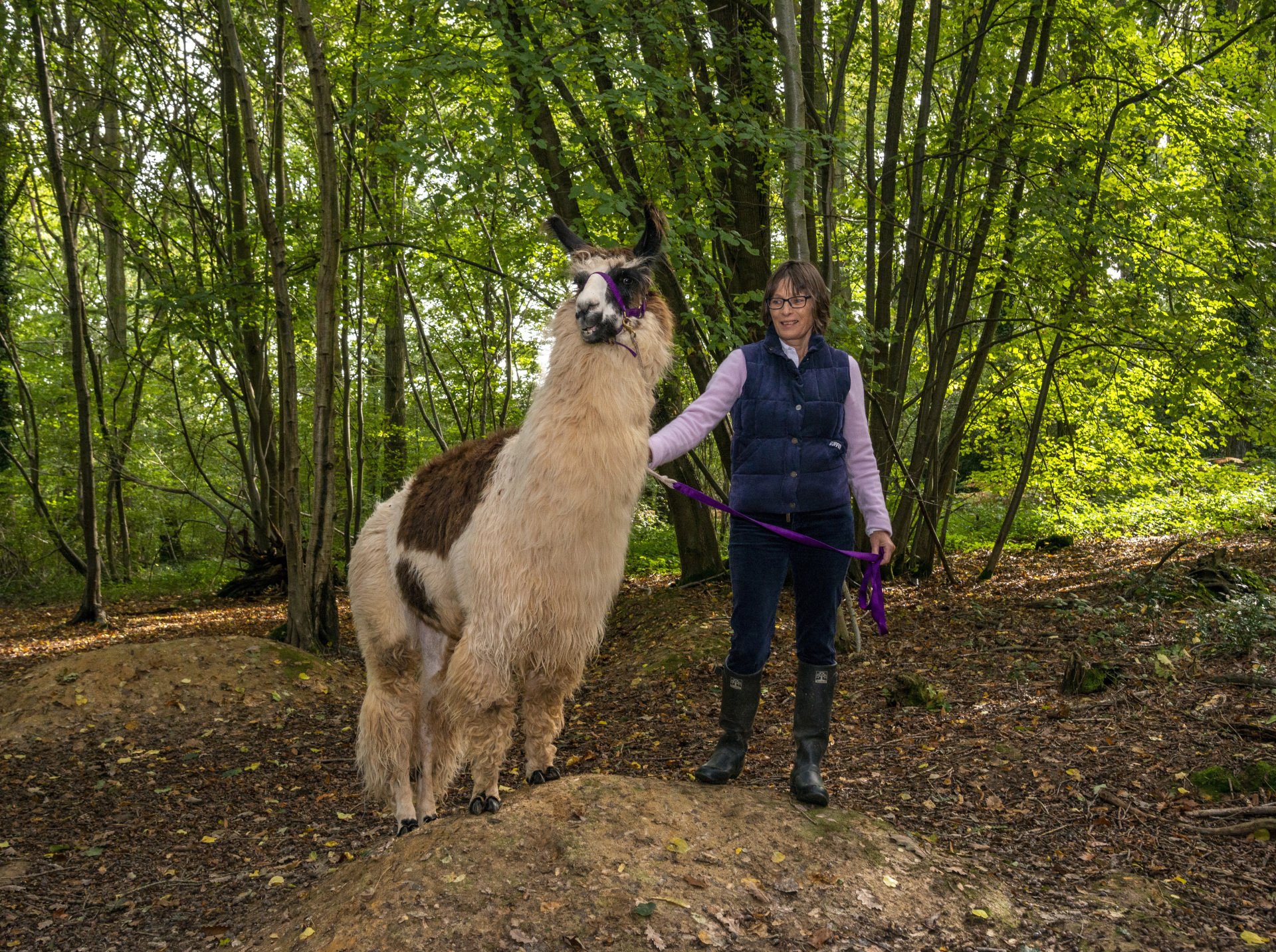 Afternoon Tea | Briery Hill Llamas