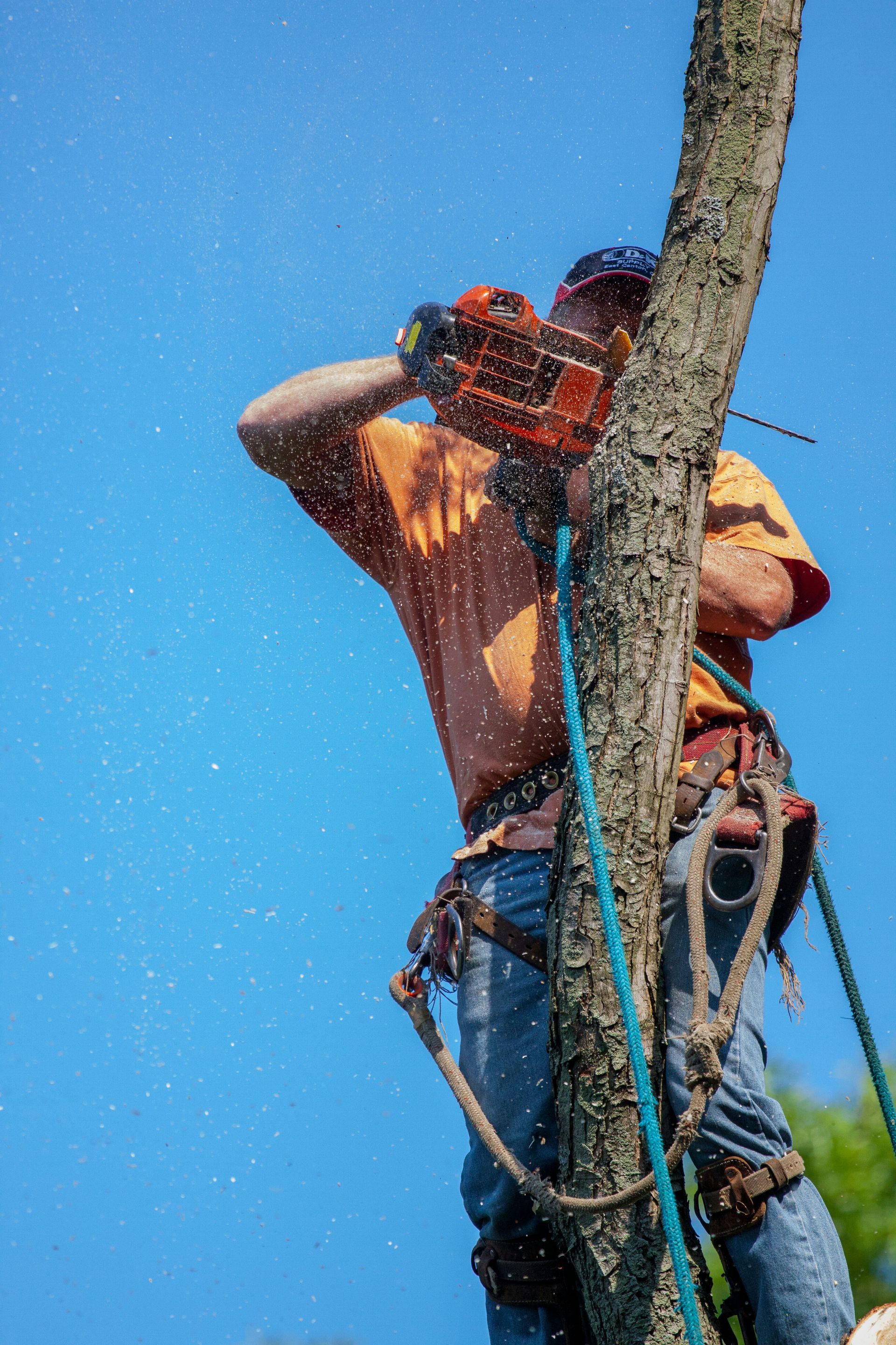 Tree Services | Bismarck, ND | Behrens Tuff Outdoors