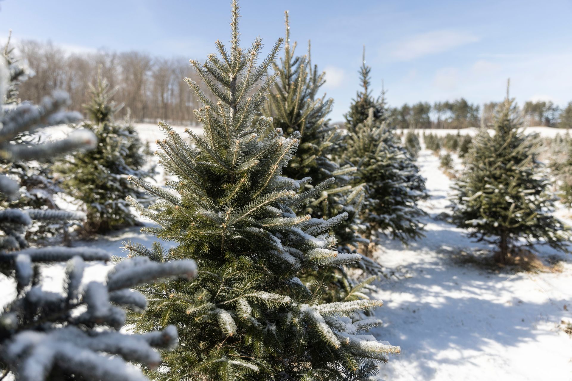 Vermont Christmas Tree Farm | Cut Your Own Tree | Isham Family Farm