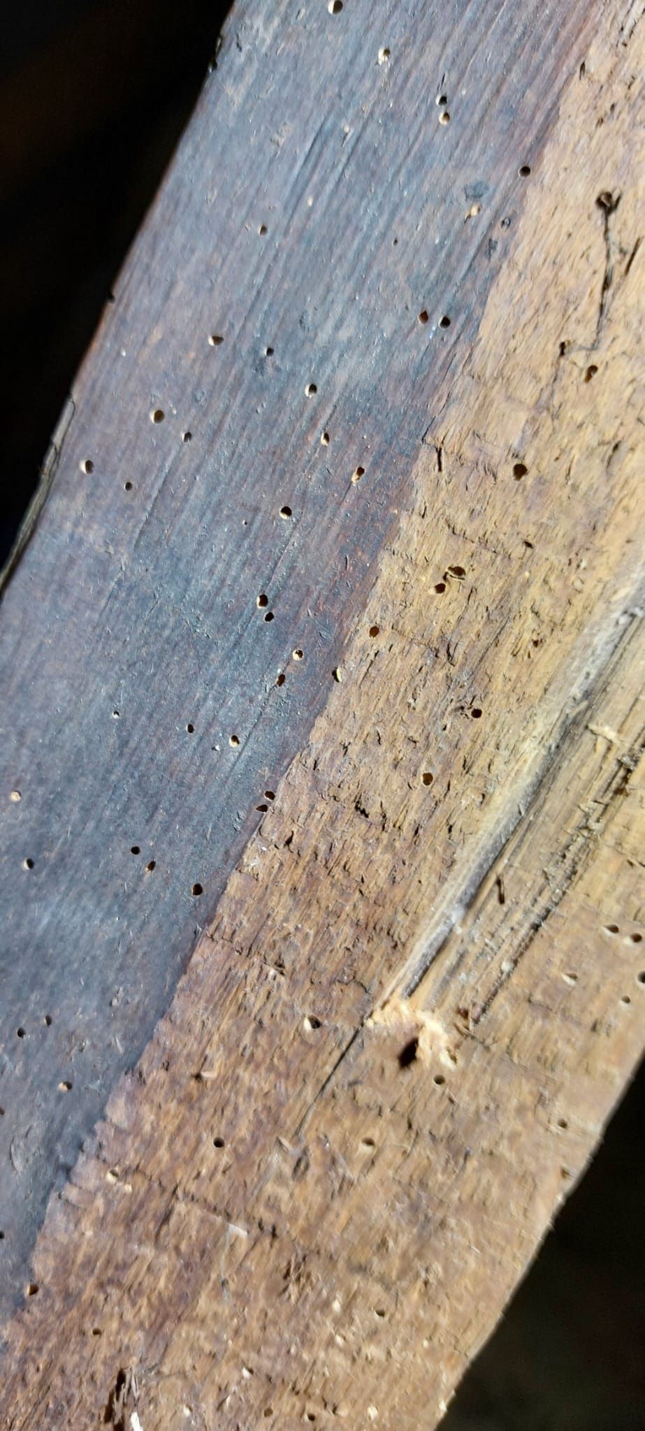 Woodworm Treatment Ireland - TimerGuard Woodworm Expert