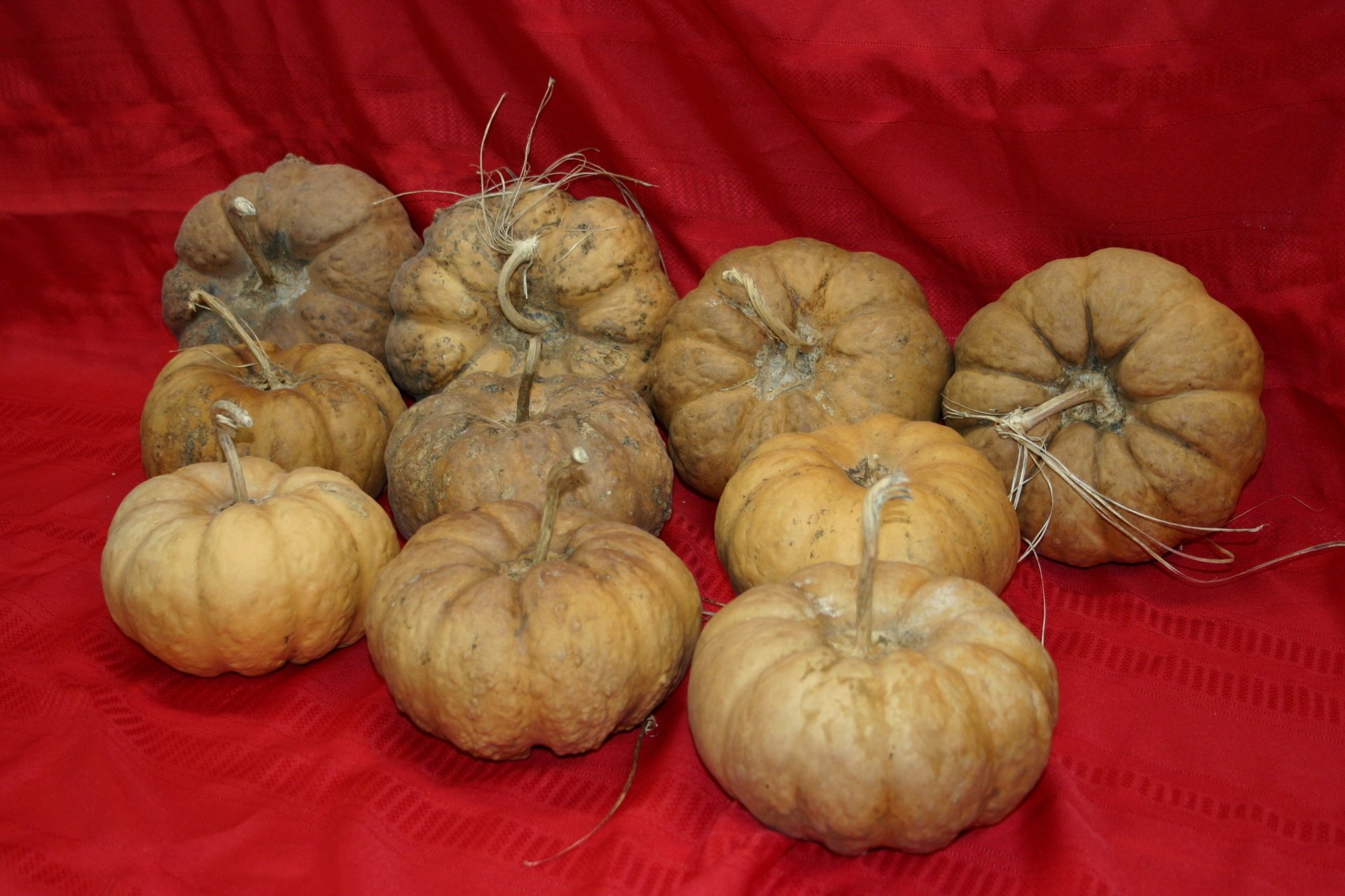 Home [www.frontporchgourds.com]