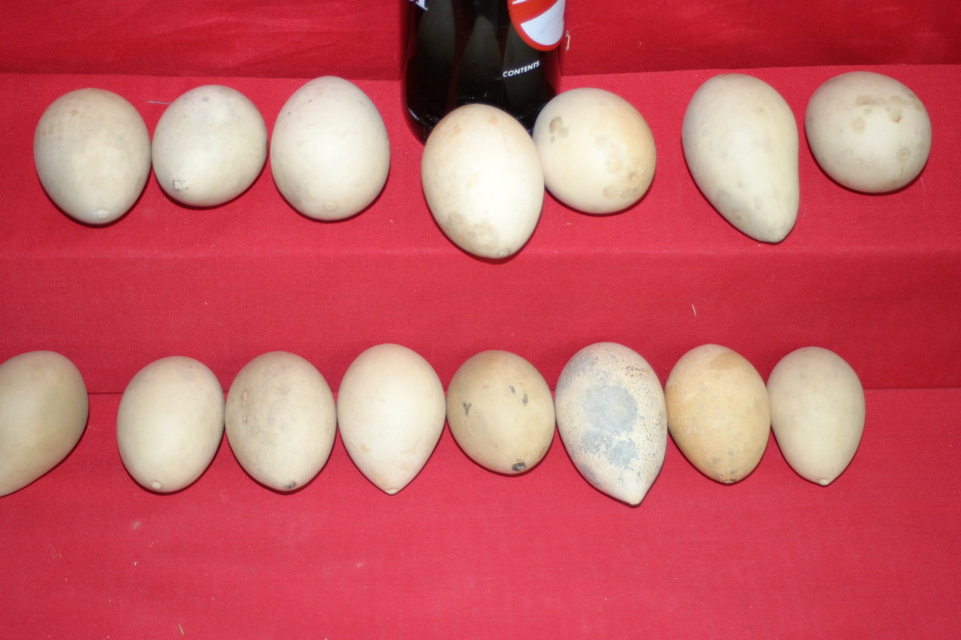 Home [www.frontporchgourds.com]