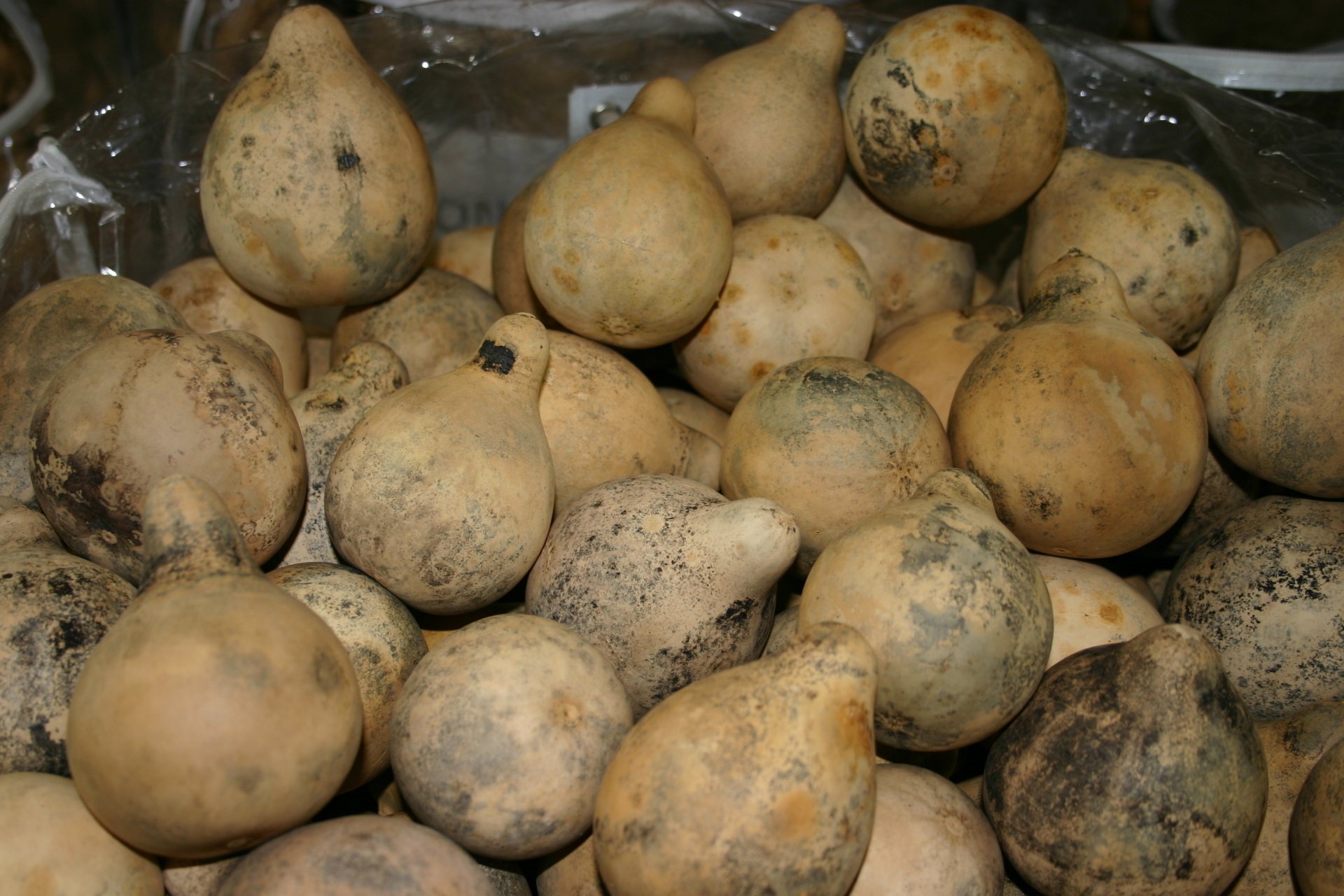 Our Selection of Raw Gourds for Crafts