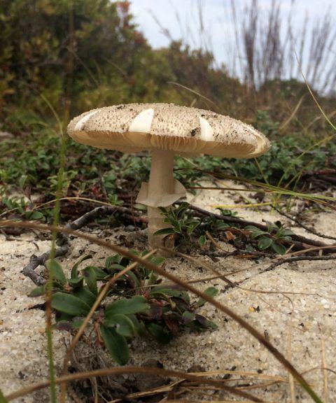 Research Nantucket Land Water Council