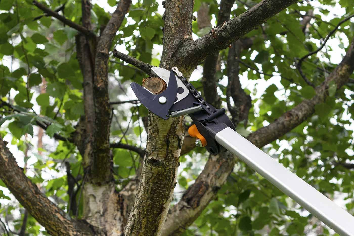 Tree Trimming & Pruning Services | Top View Tree | Rock Hill, SC