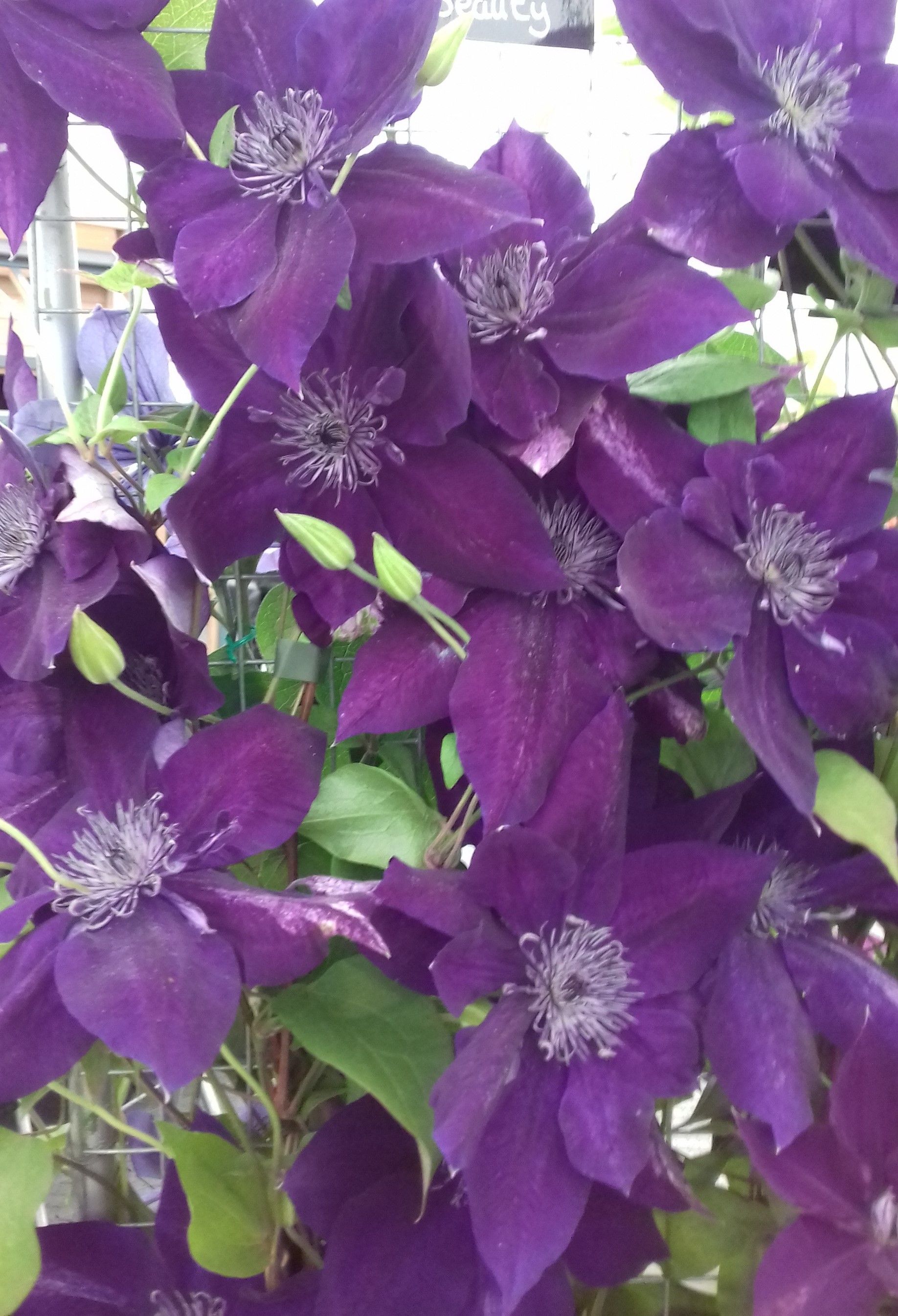 Summer Flowering Clematis Plants | PriorsWood Clematis