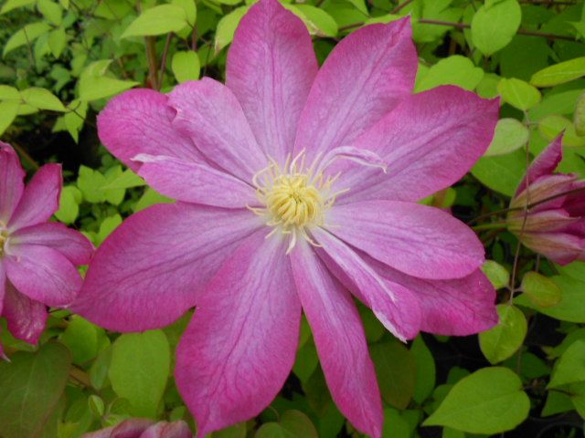 Summer Flowering Clematis Plants | PriorsWood Clematis