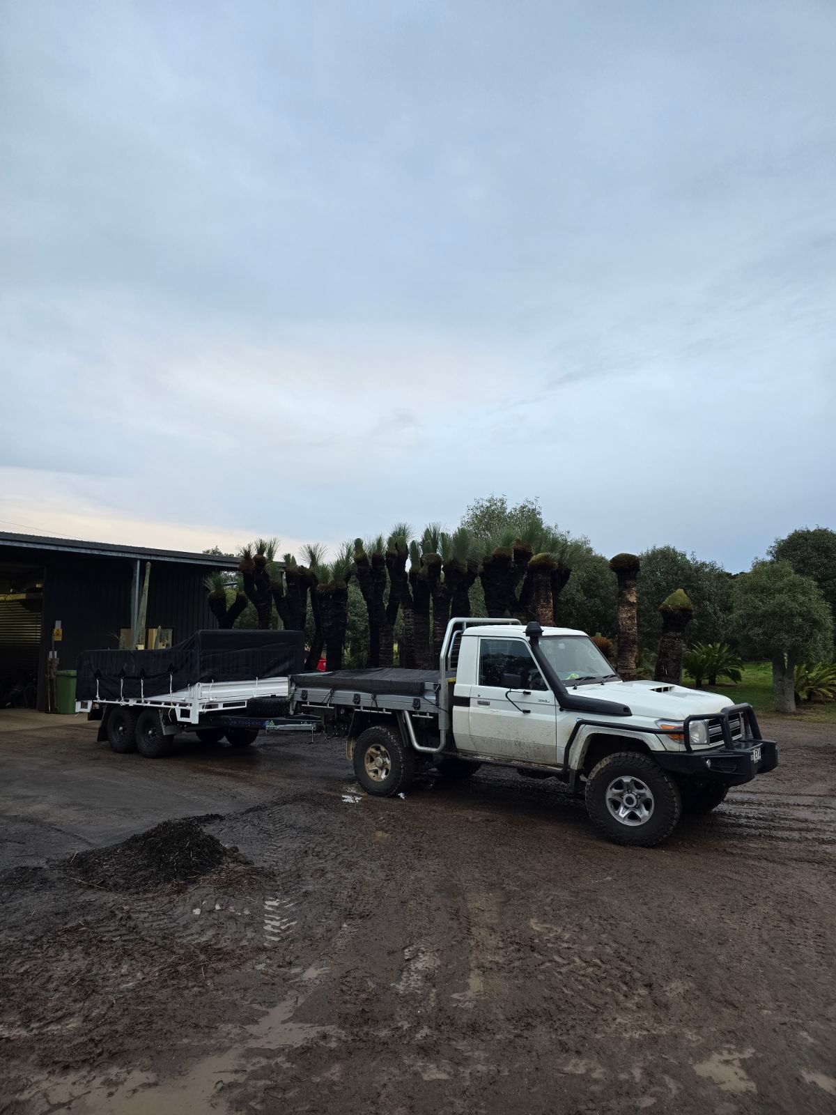 Australian Trees. Flat Top Trailer Testimonial