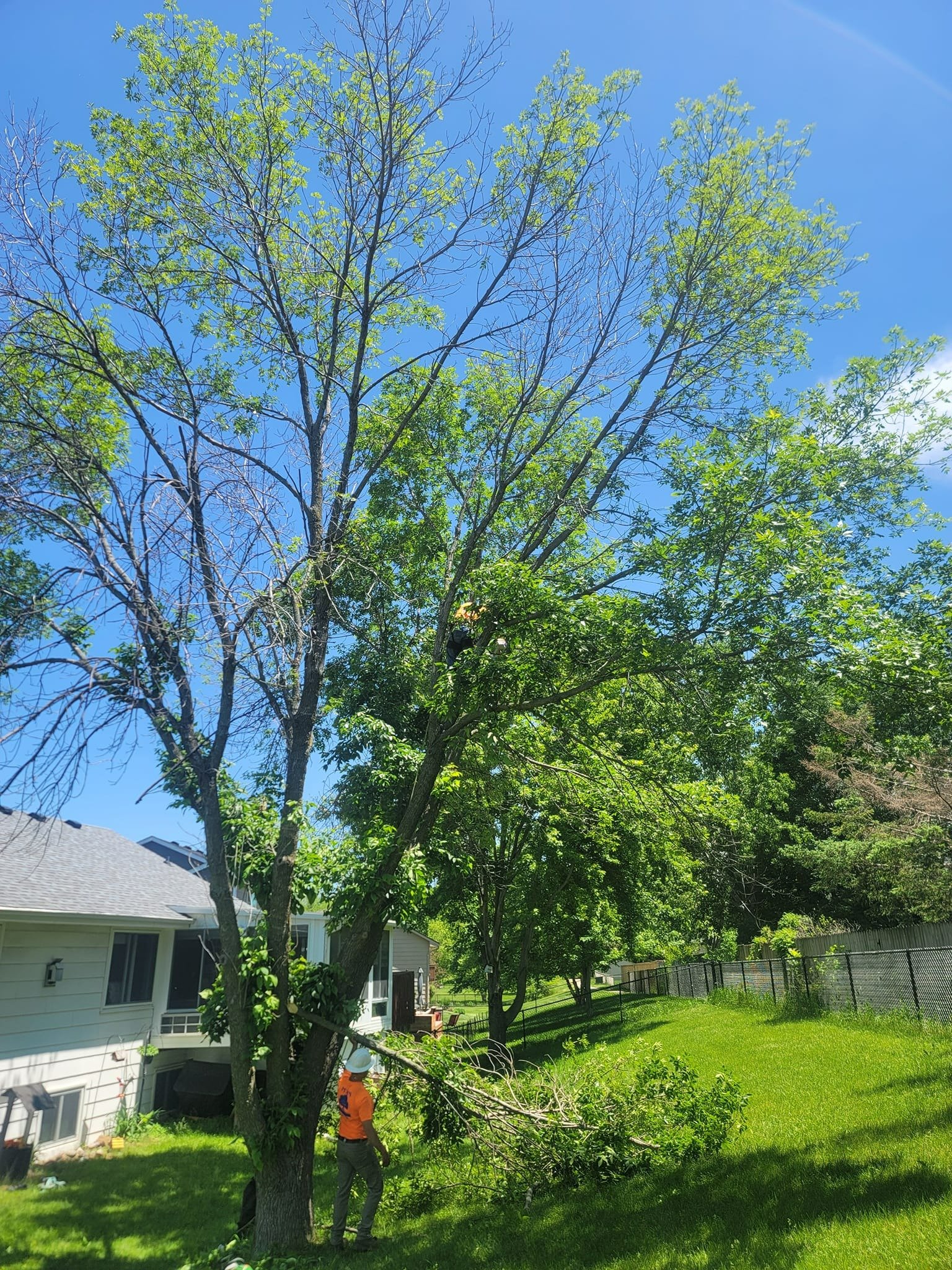 Tree Removal Company Ames ,Huxley, Urbandale, Ankeny IA, Residential ...