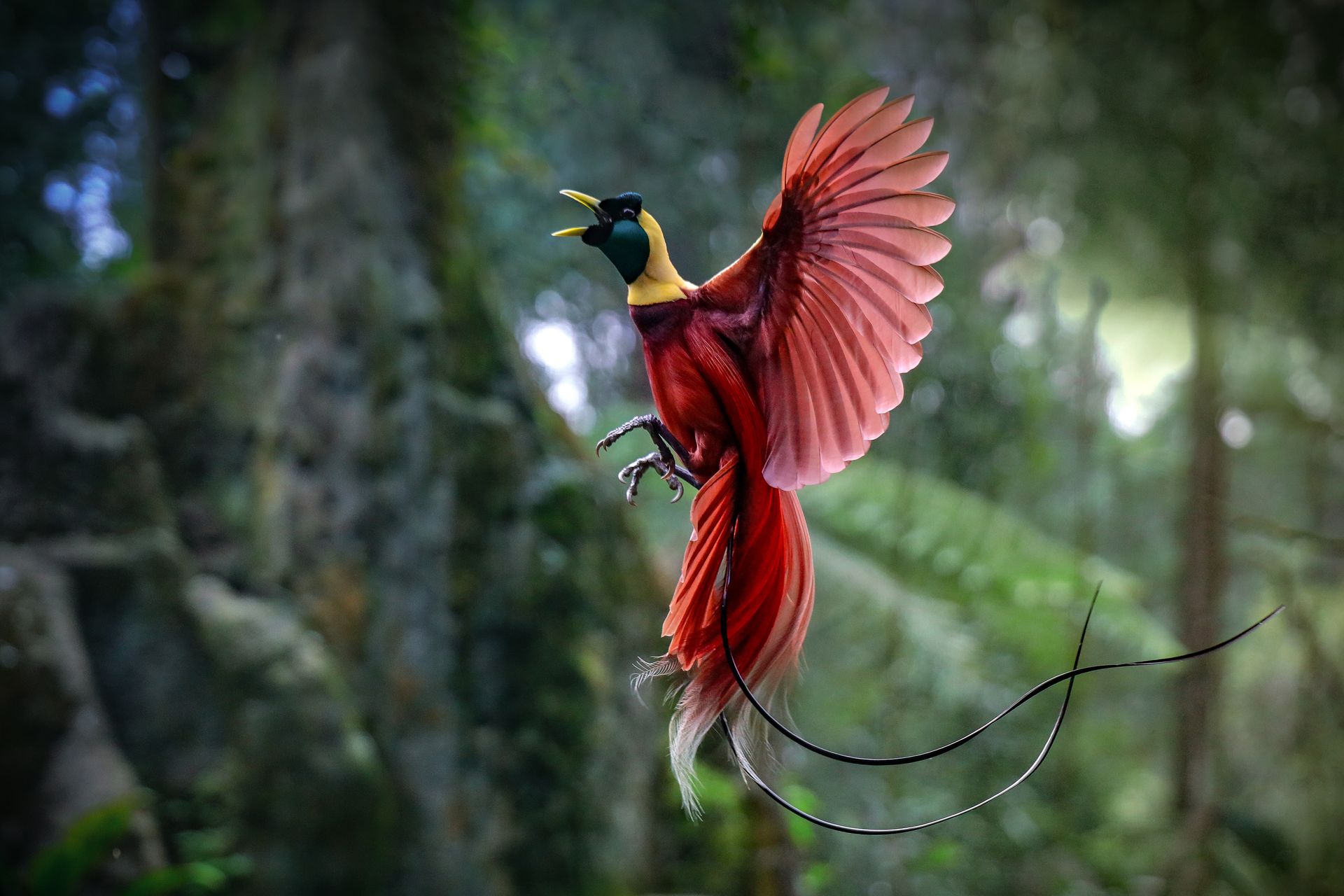 Kokoda Trail | Kokoda Track | Kokoda Tours | The Kokoda Track Company.