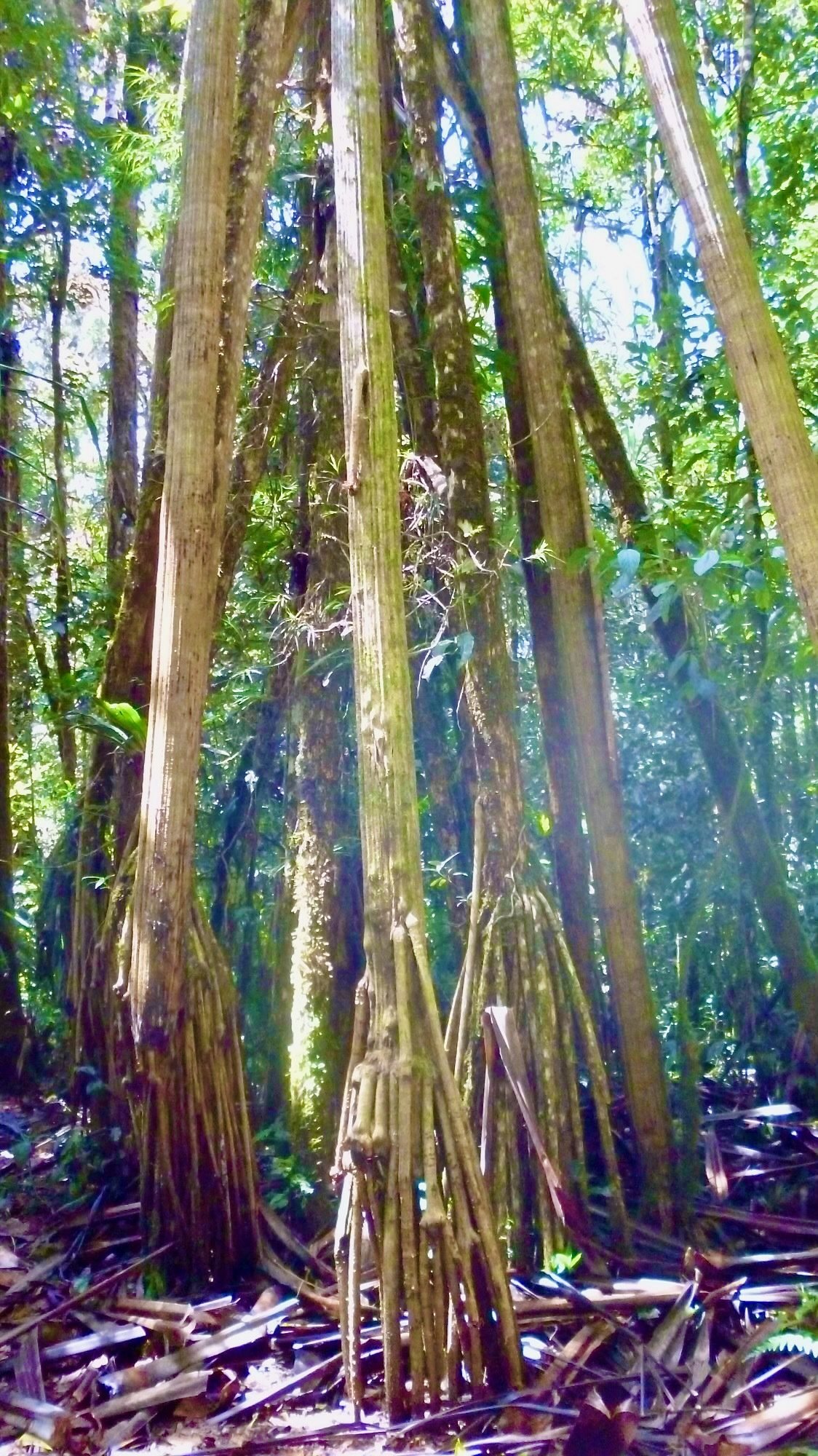 Kokoda Trail | Kokoda Track | Kokoda Tours | The Kokoda Track Company.