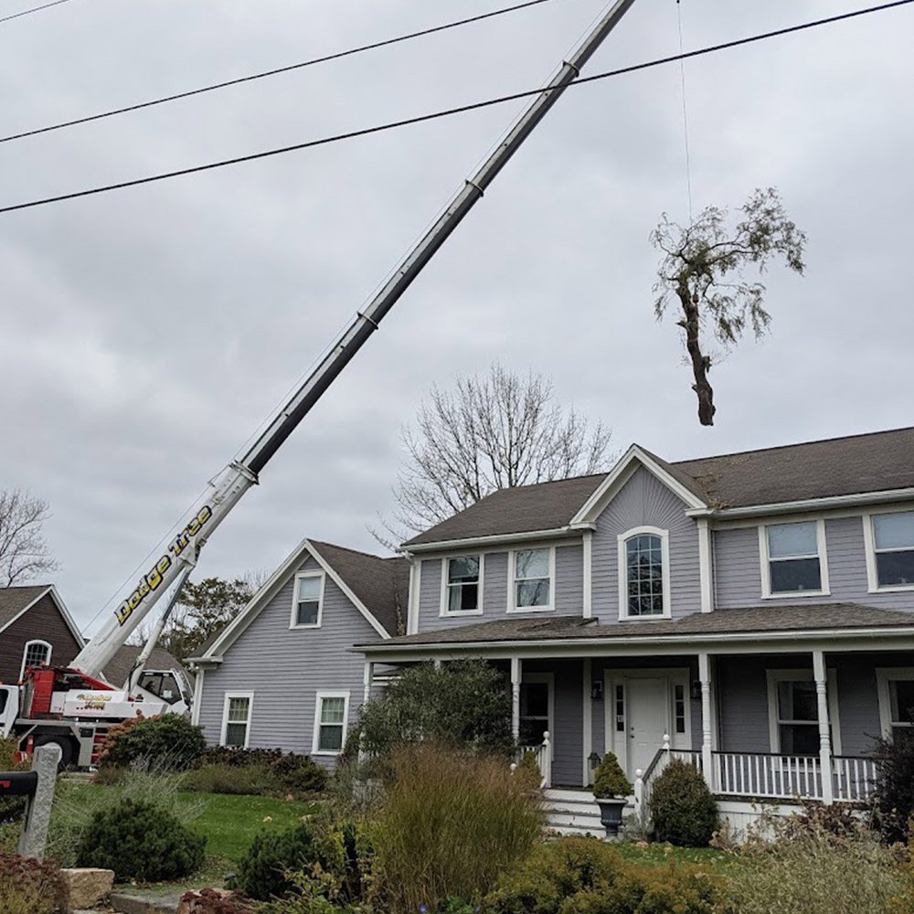 Tree Company | South Hamilton, MA | Dodge Tree Service