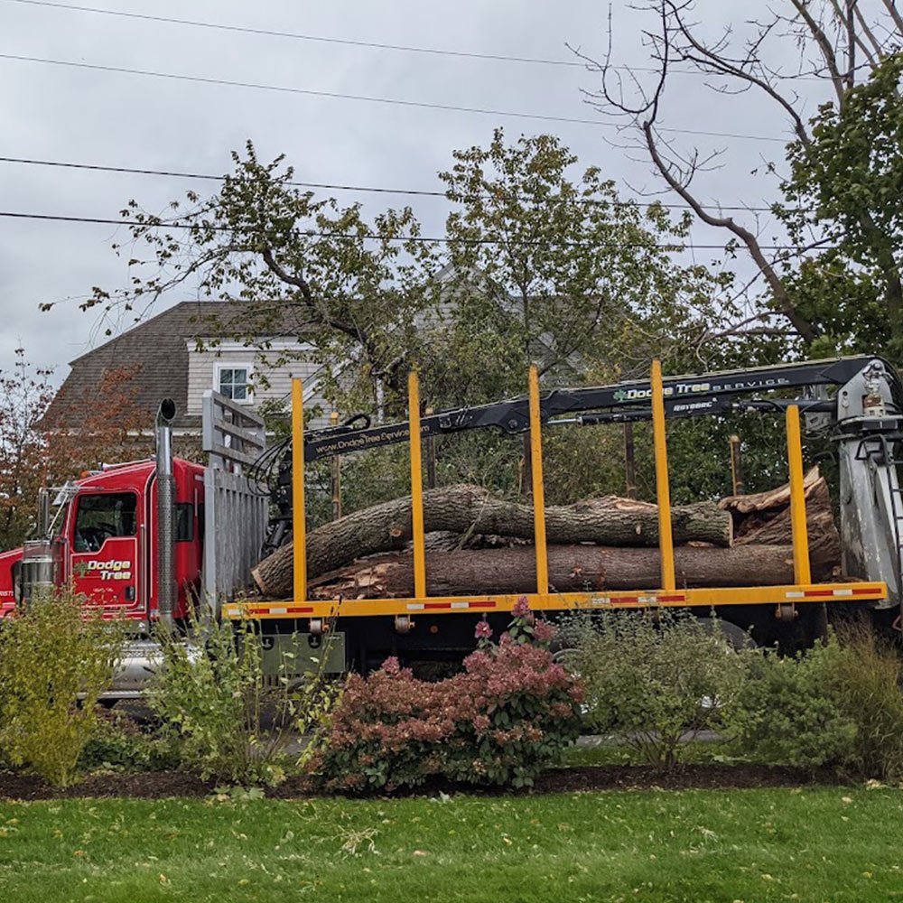 Tree Company | South Hamilton, MA | Dodge Tree Service