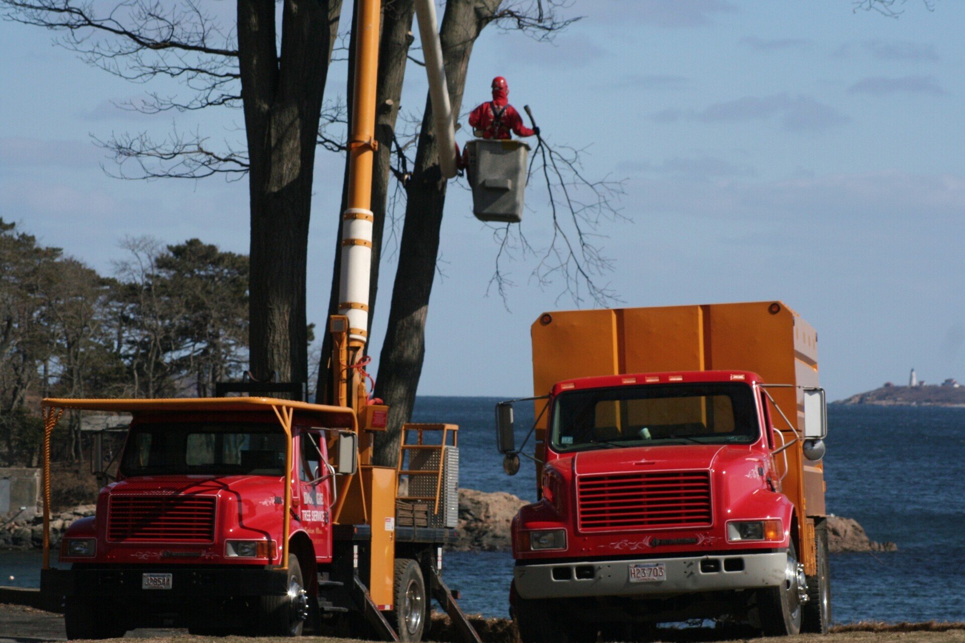Tree Company | South Hamilton, MA | Dodge Tree Service