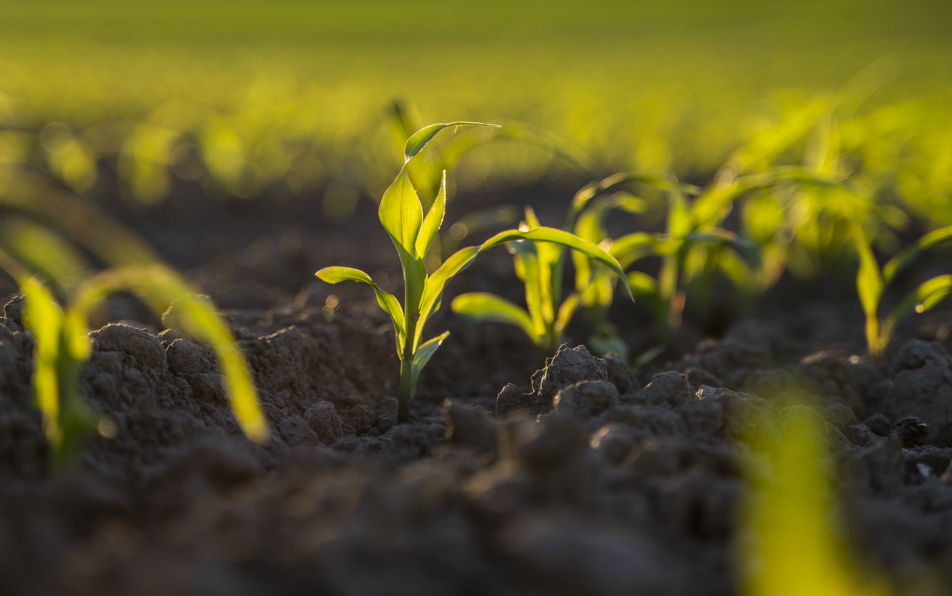 AgroInsights- Foliar Treatments