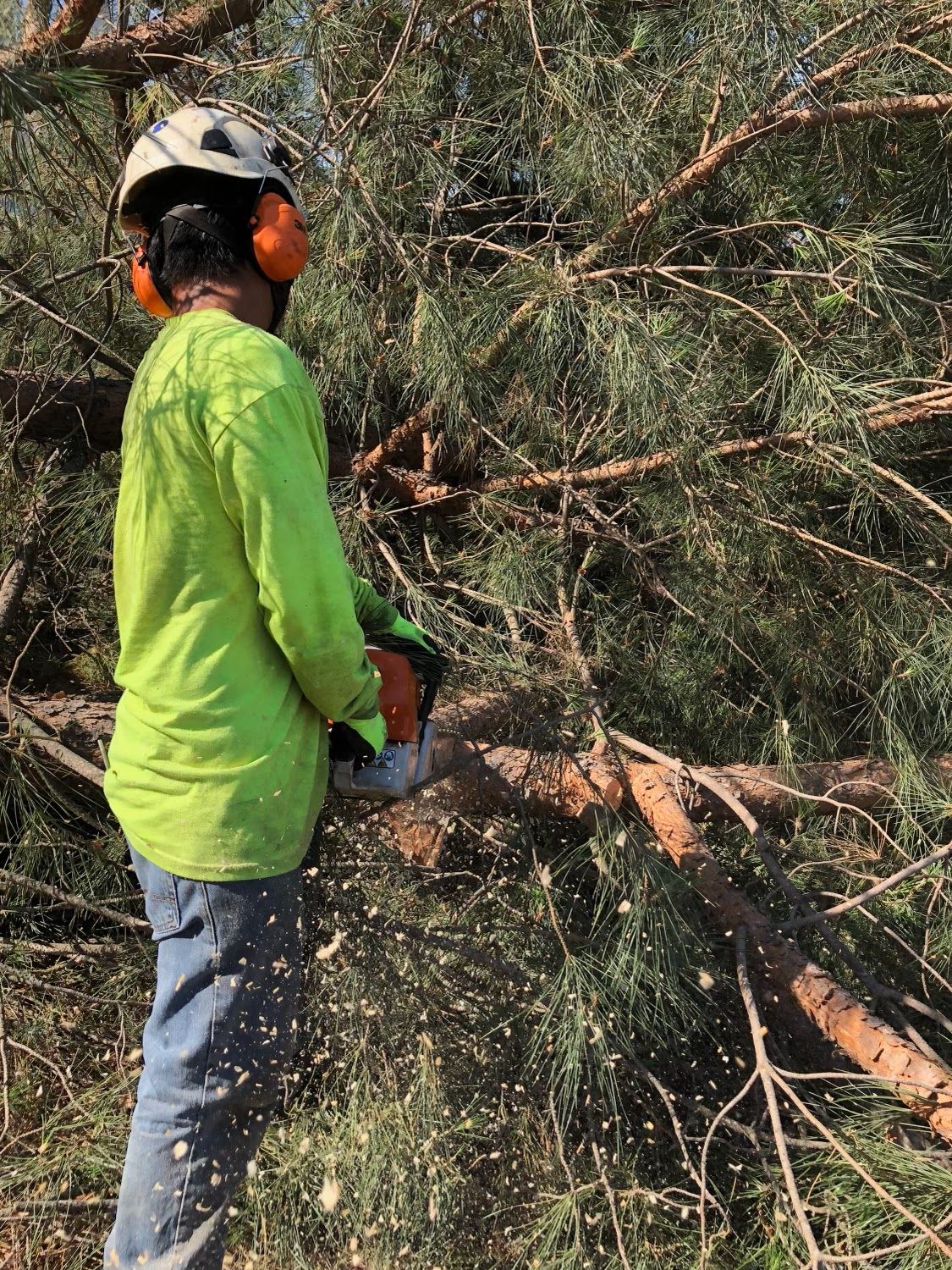 GALLERY | Estates Tree Service | San Diego & Imperial County, California