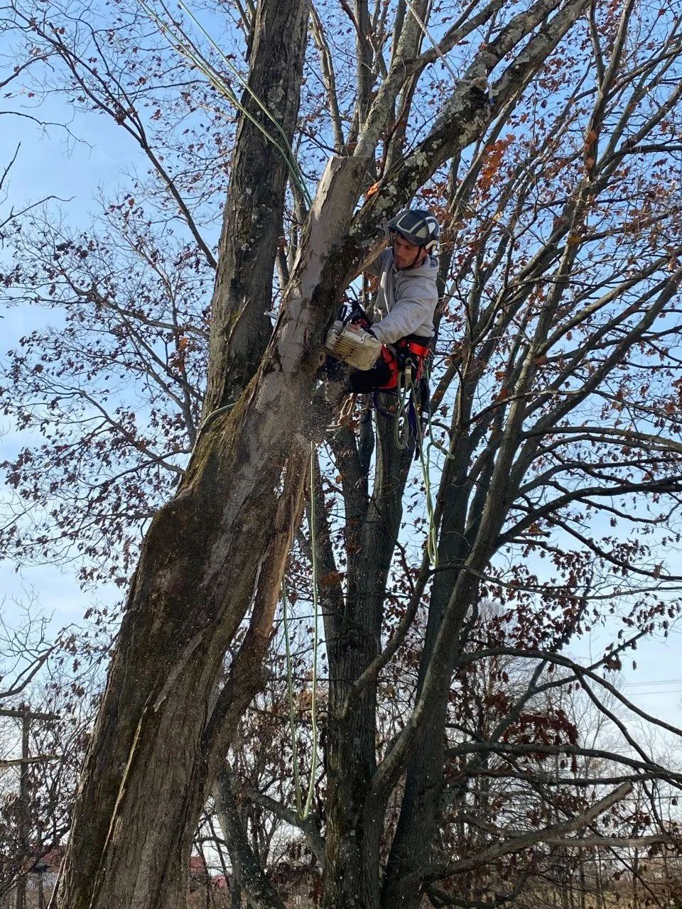 Expert Tree Care Services | Washington, NJ | Knock on Wood