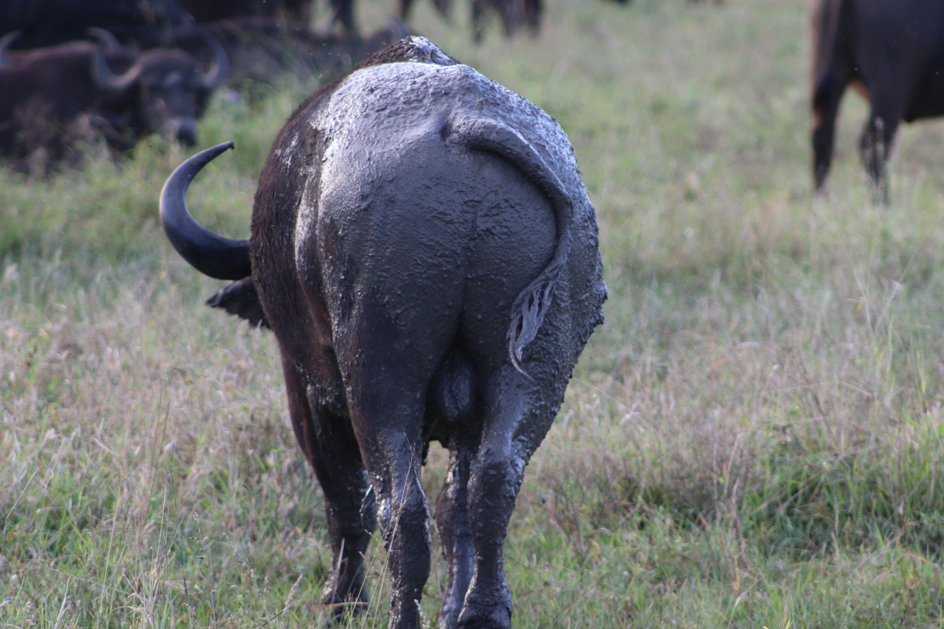Pungwe Safari Camp | The grumpy old bulls of the Manyeleti...