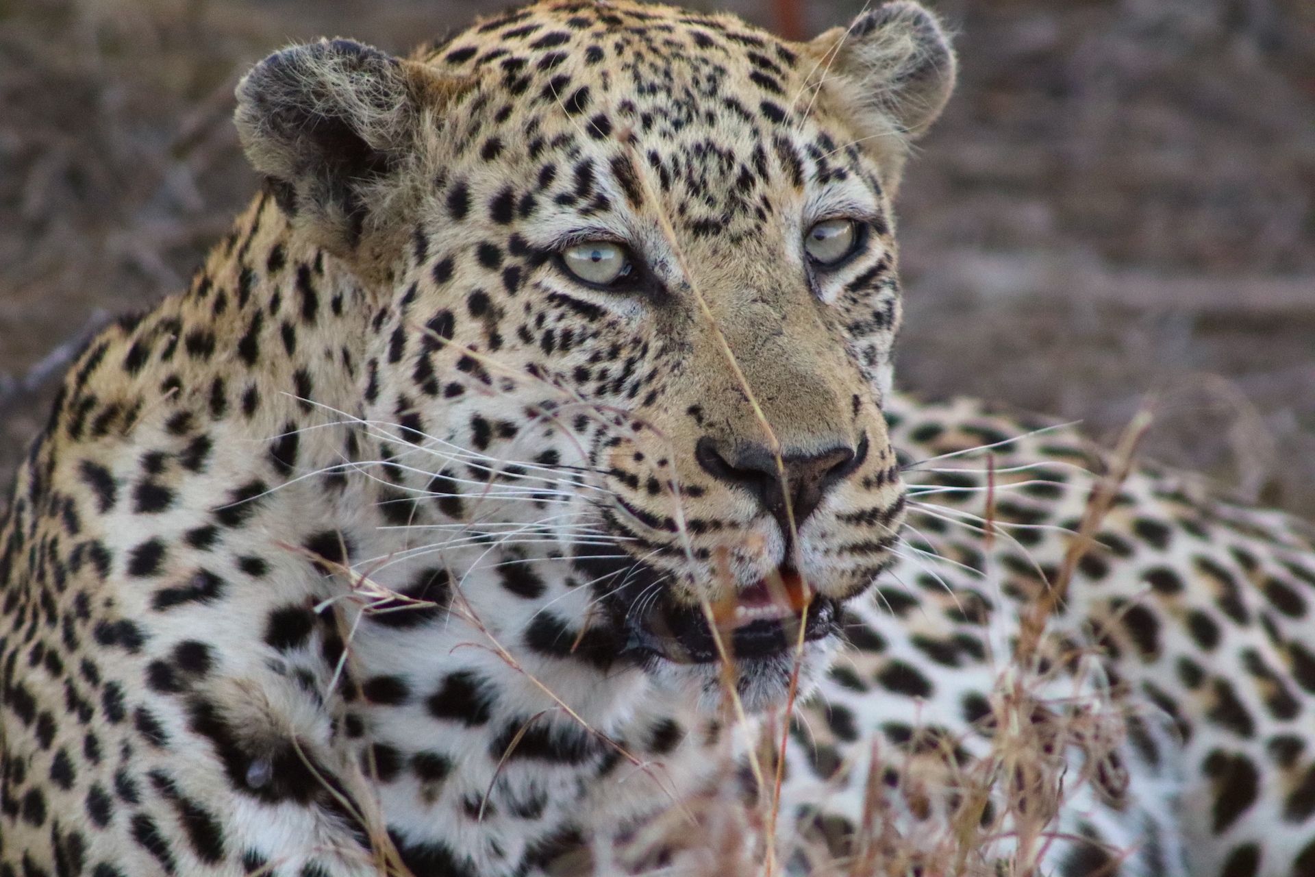 Pungwe Safari Camp | Falling in love with leopards