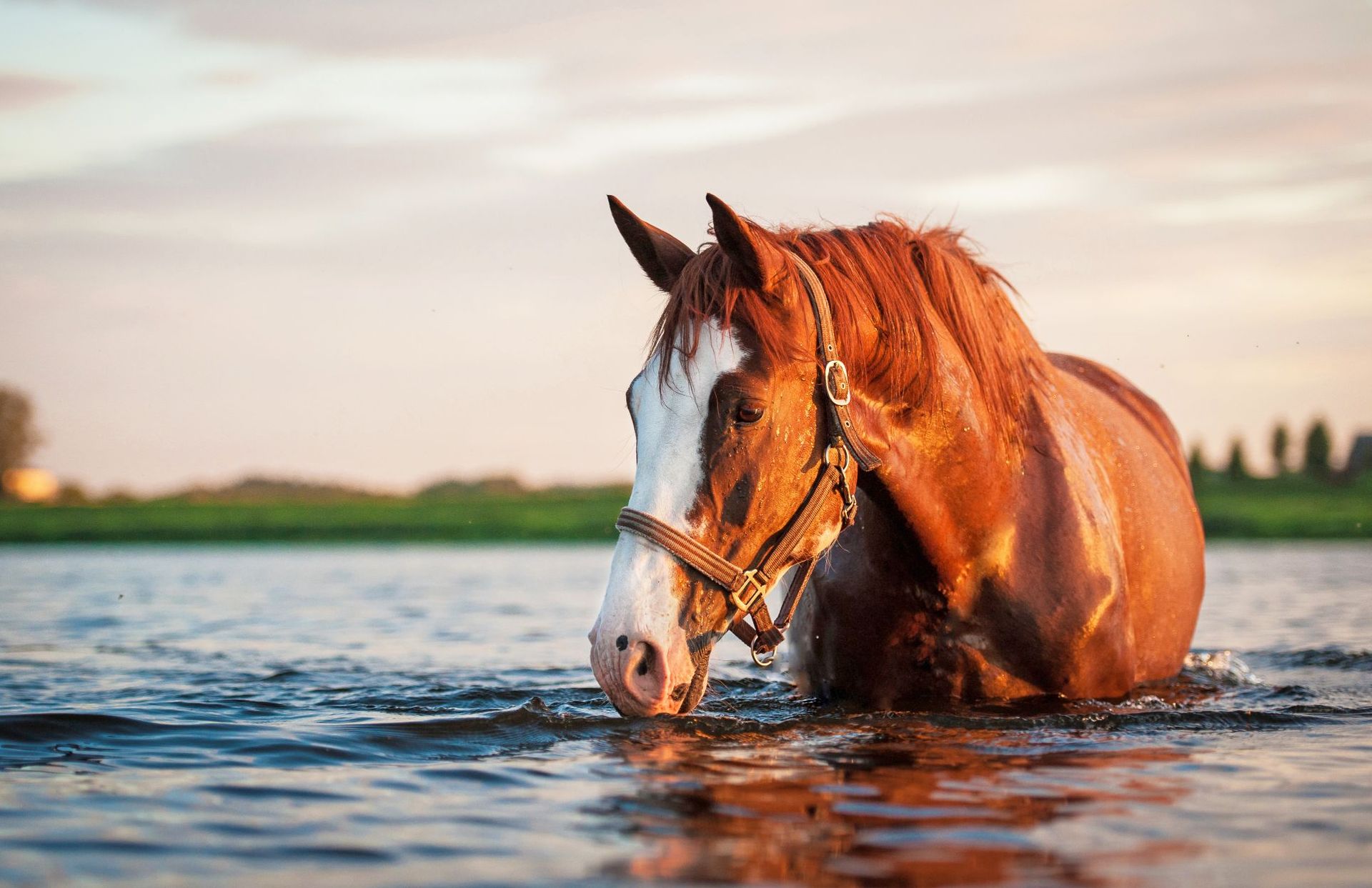 Horse Back Riding, Beach Excursion | Carousel Sea Horses
