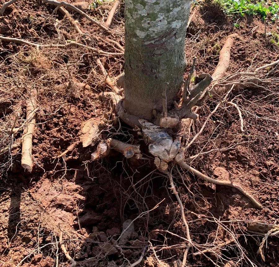Root Remediation | Tree Huggerz Inc. | Wilmington, DE
