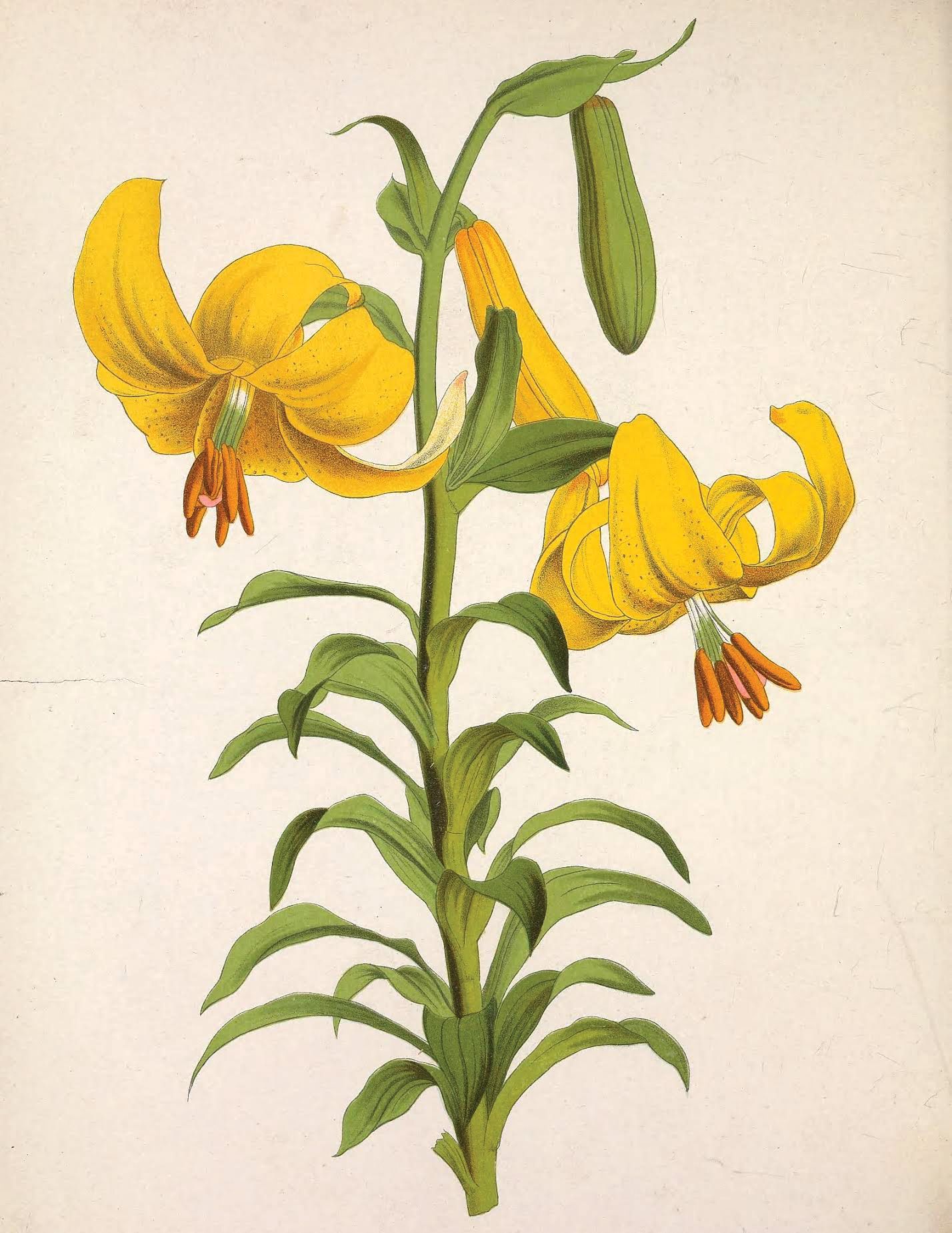 Hjem