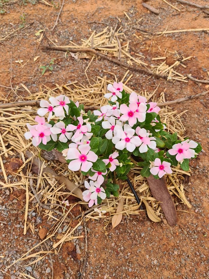 Cemetery Beautification Project | Tennant Creek Mob