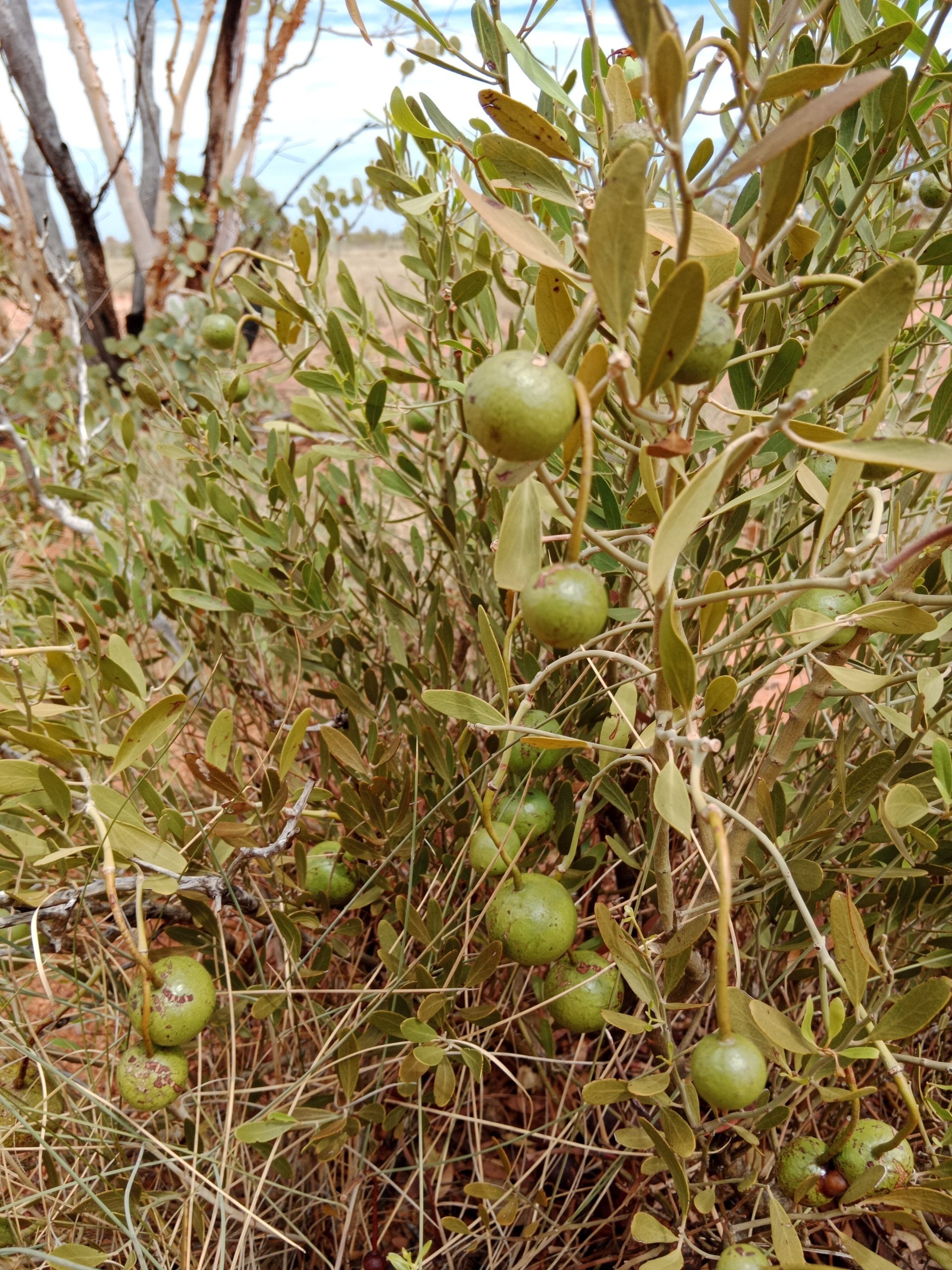 Harm Minimisation | Tennant Creek Mob Aboriginal Corporation