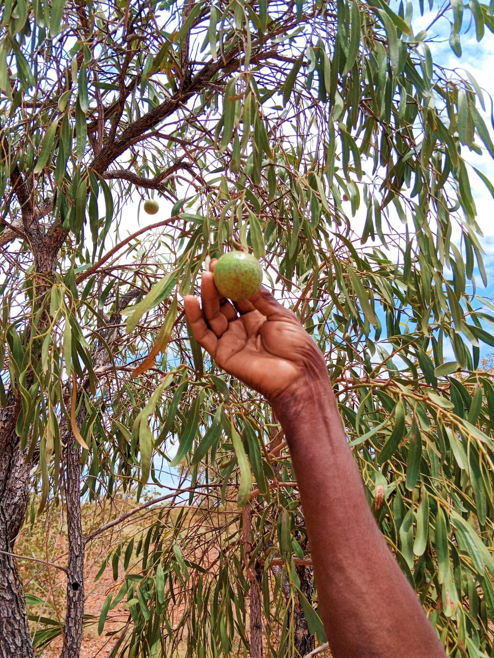 Harm Minimisation | Tennant Creek Mob Aboriginal Corporation