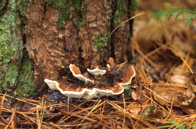 Common Seattle Tree Diseases To Watch For | Sound Tree Care