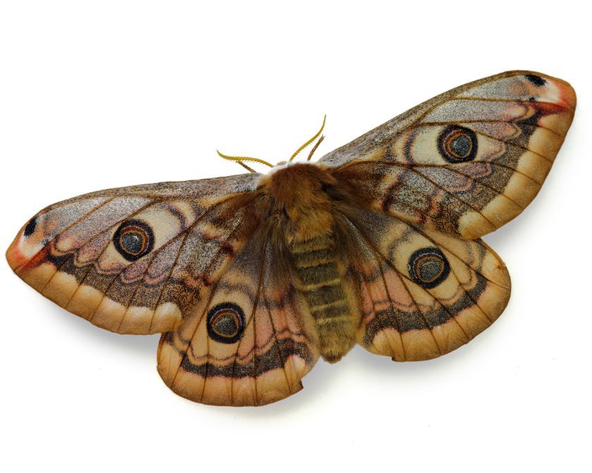 4 Invasive Insects That Threaten Seattle Trees - Sound Tree Care