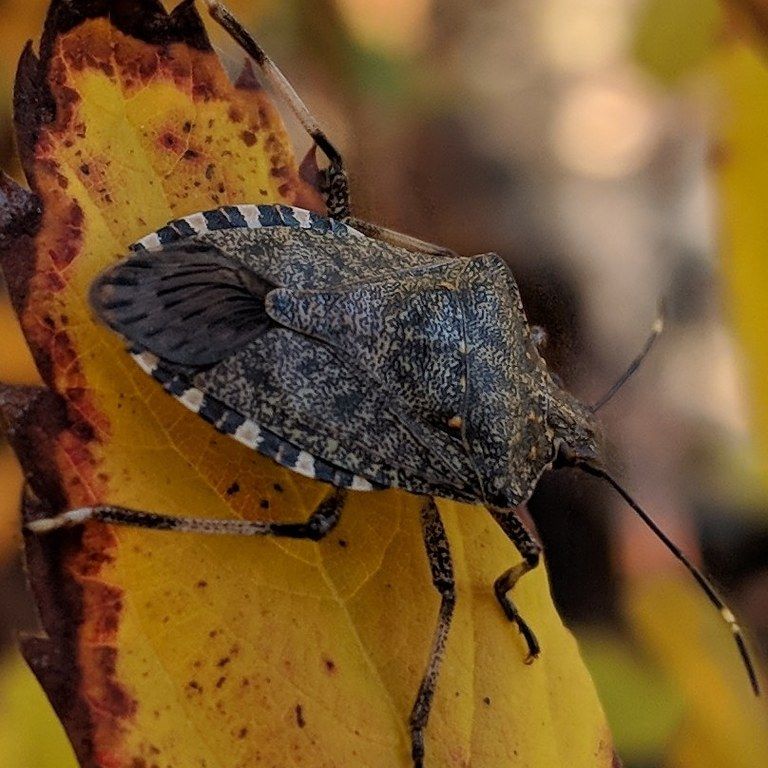 4 Invasive Insects That Threaten Seattle Trees - Sound Tree Care