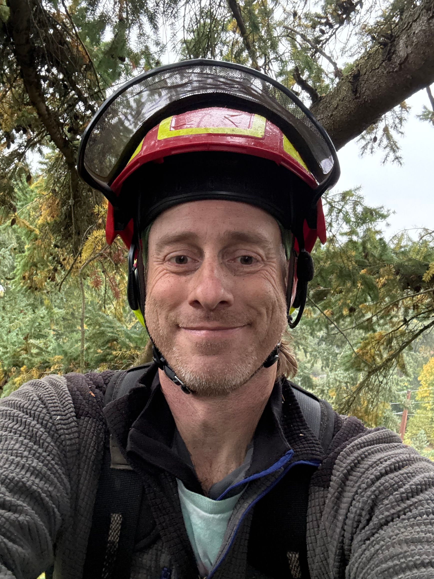 Overhanging Branch Rules in Washington – Tree Law