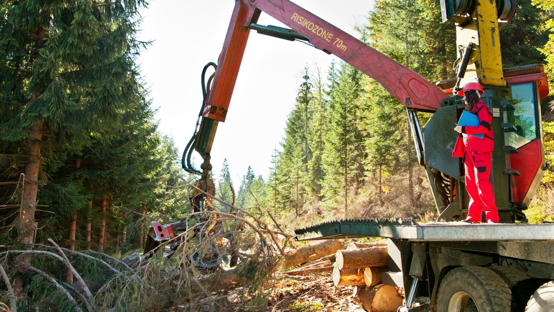 Professional Tree Removal in Seattle | Sound Tree Care LLC