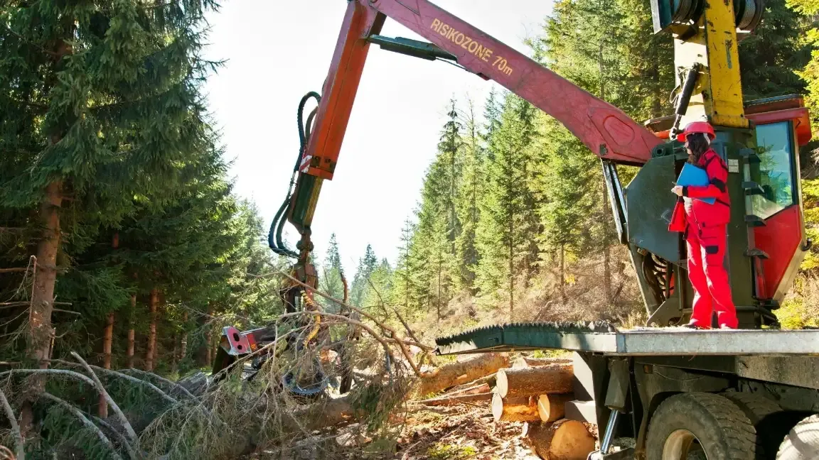 Professional Tree Removal in Seattle | Sound Tree Care LLC