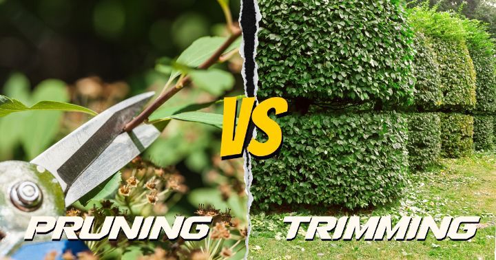 How And When To Trim And Prune Your Shrubs And Bushes