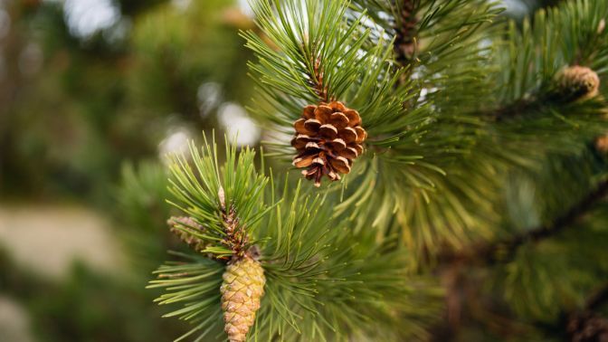 Evergreen Tree Care in Seattle | Pruning, Tips & Seasonal Guide