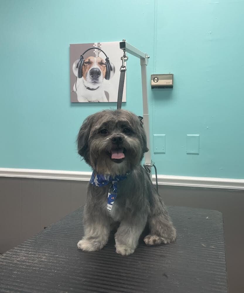 Book your Grooming Today | CANINE DESIGNS GROOMING SALON