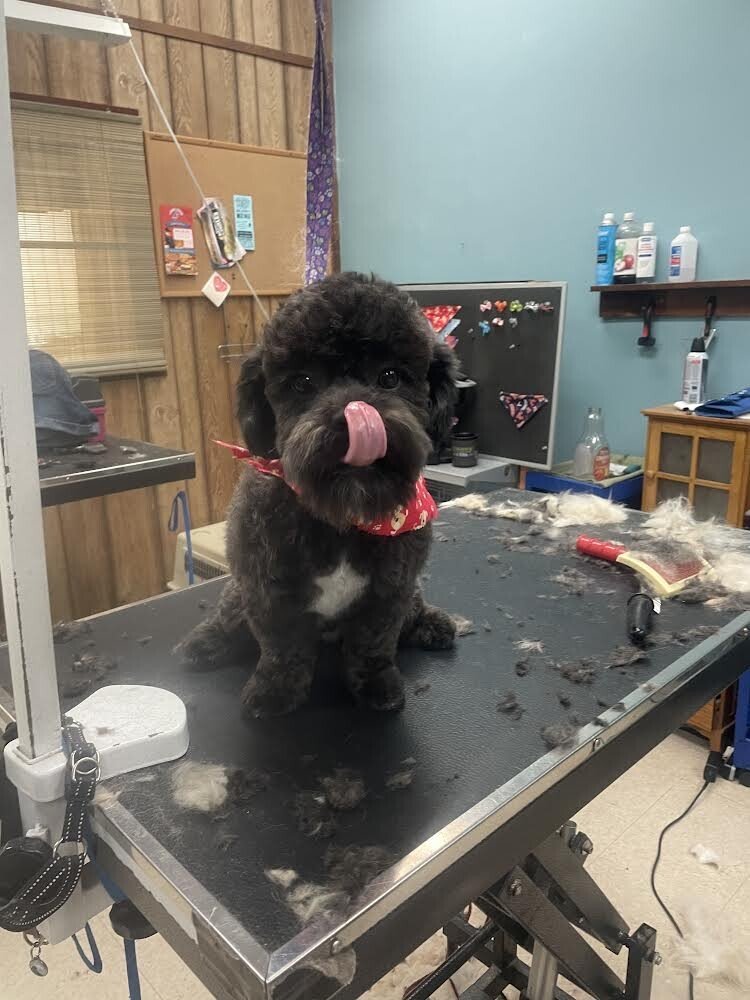 Book your Grooming Today | CANINE DESIGNS GROOMING SALON