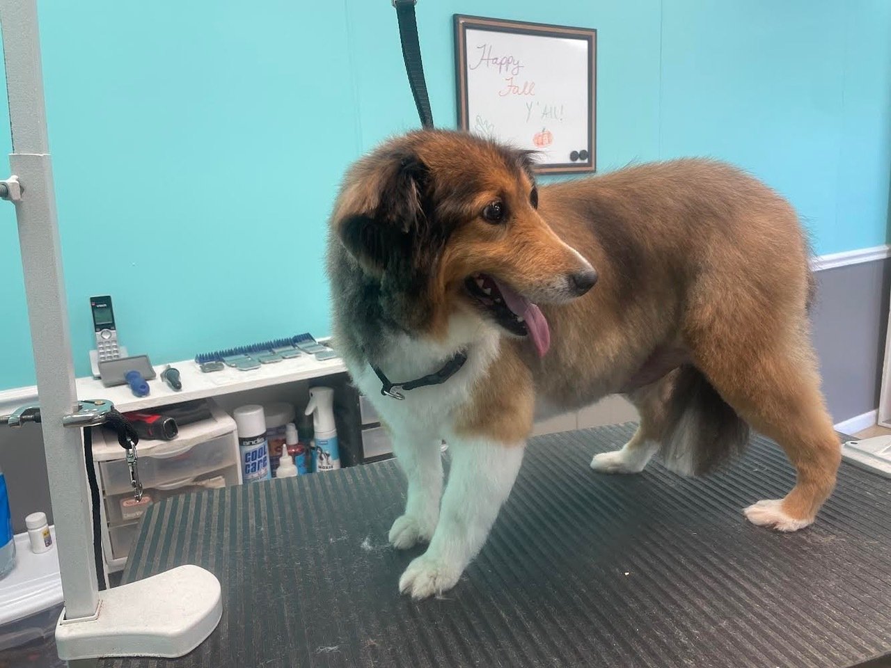 Book your Grooming Today | CANINE DESIGNS GROOMING SALON