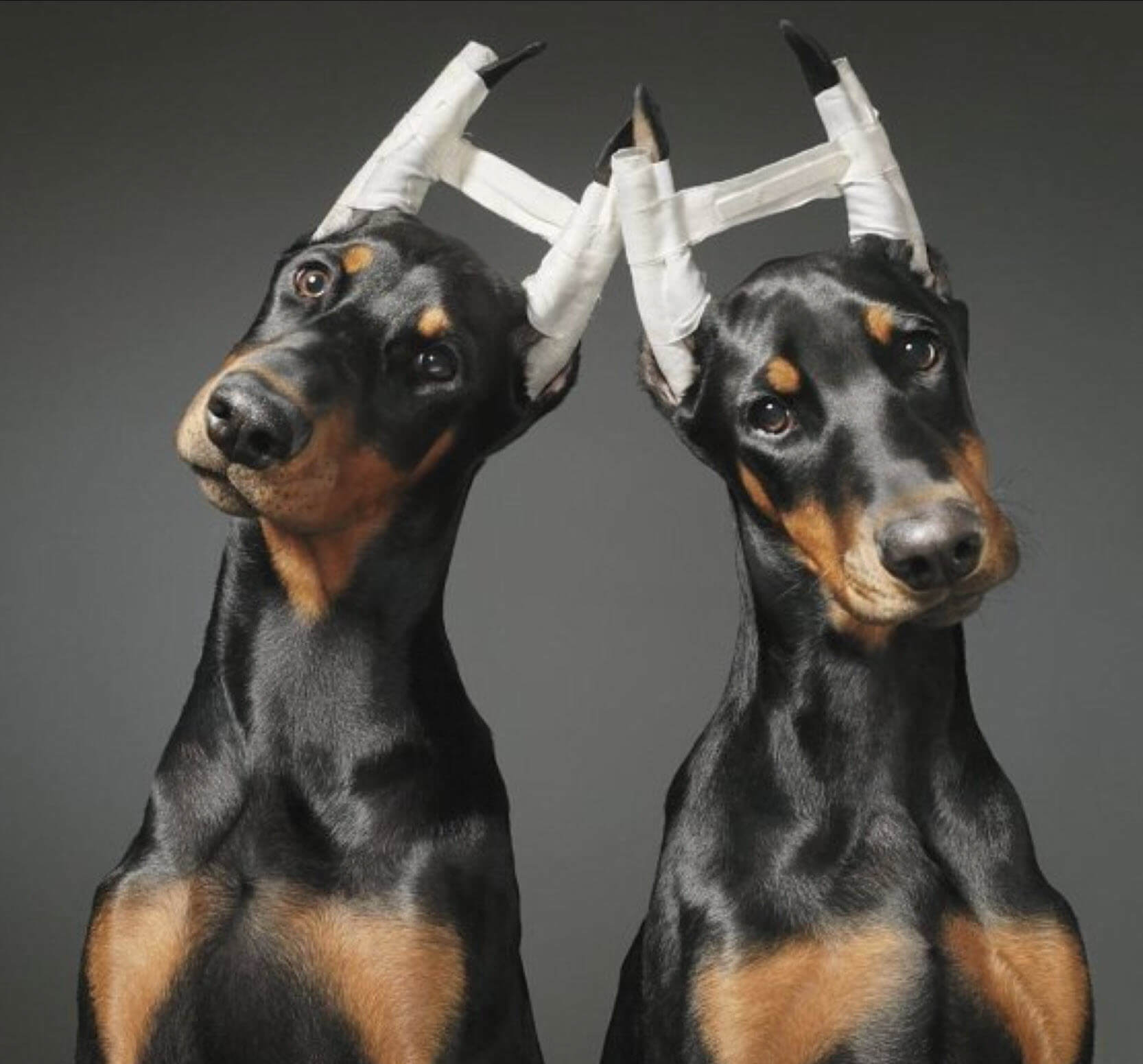 Dog Ear Cropping in Jacksonville - Normandy Animal Hospital