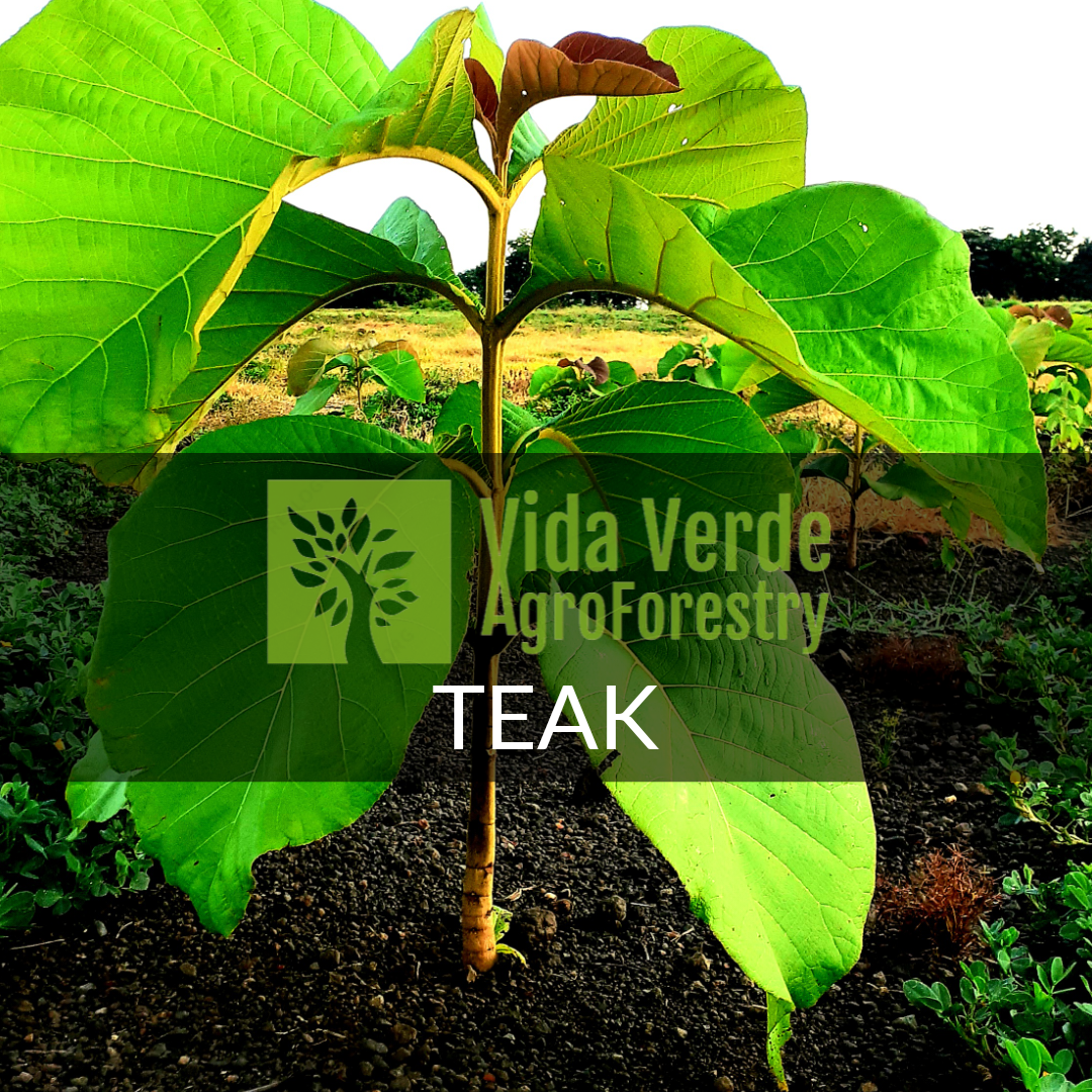 Vida Verde Agroforestry